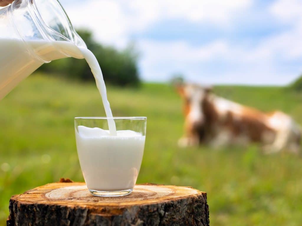 Benefits of milk for the elderly